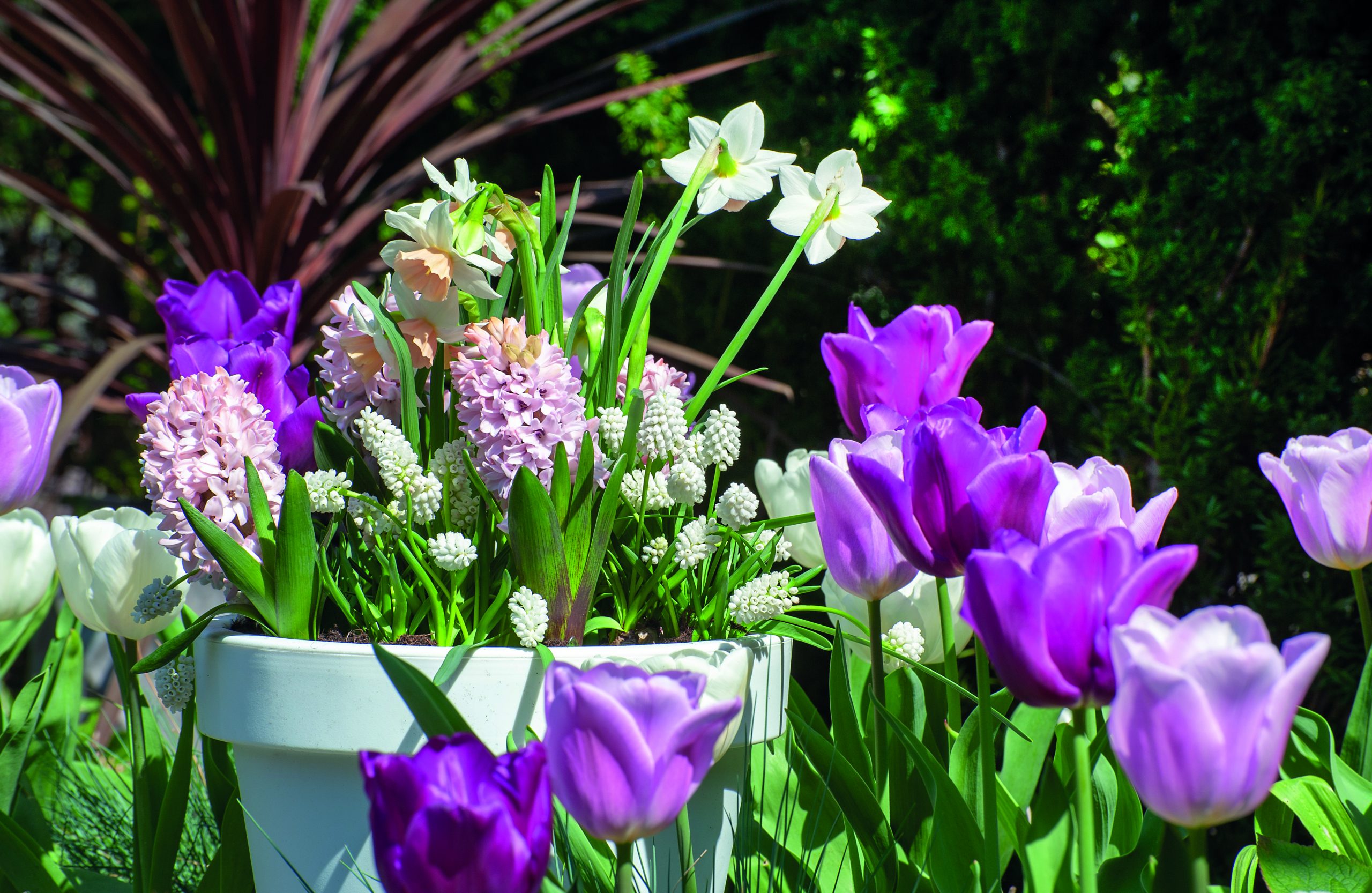 New catalogue: Spring Flowering Collection 2024 - Kapiteyn group