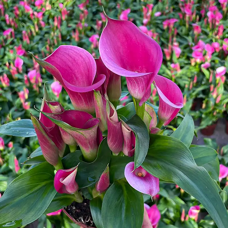 Advies van onschatbare waarde voor Calla-telers - Kapiteyn group