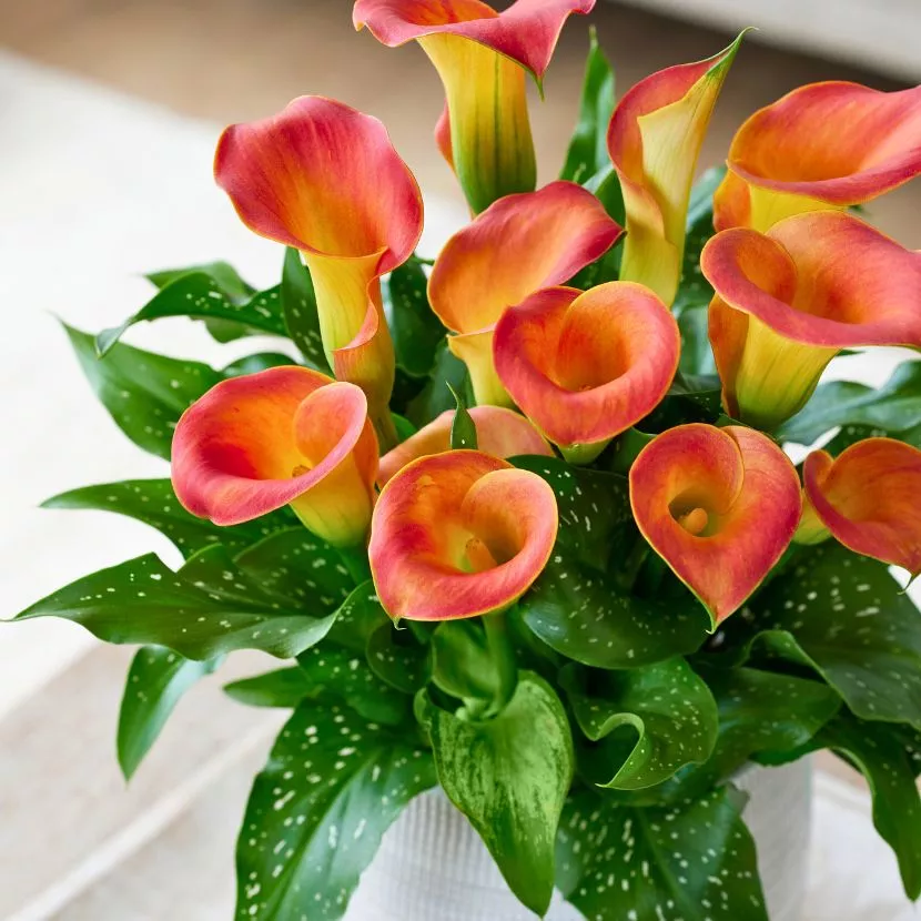 Looking Forward to These New Captain Calla Pot Plant Varieties ...