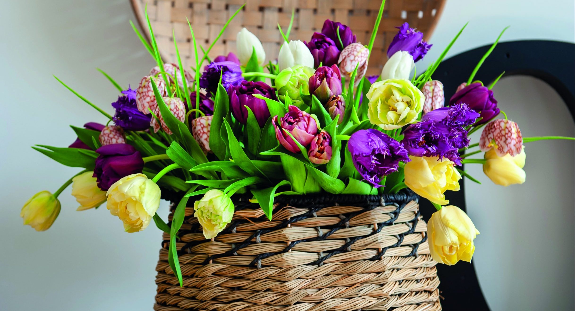 New catalogue: Spring Flowering Collection 2025 - Kapiteyn group