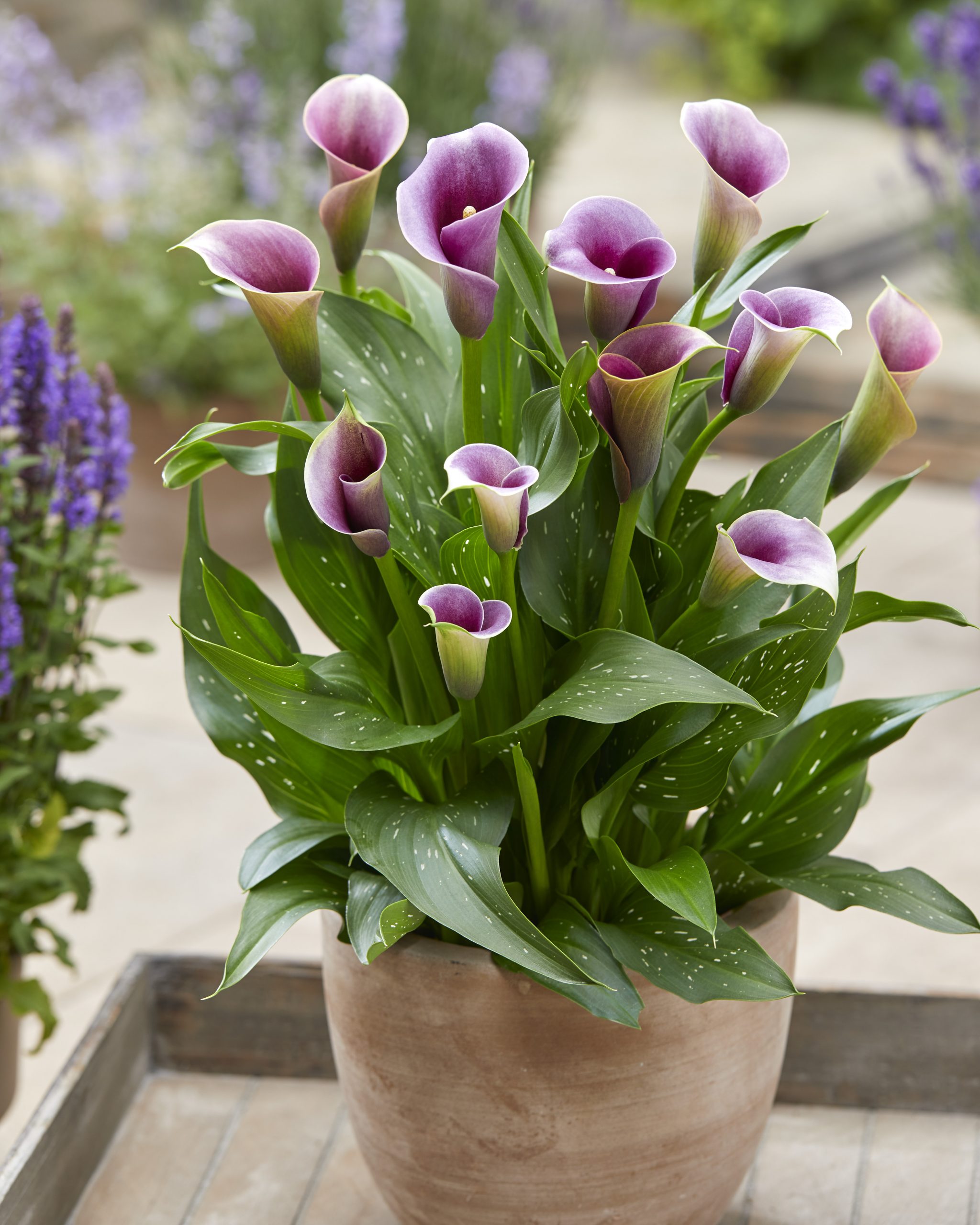 Captain Miro® - Kapiteyn group