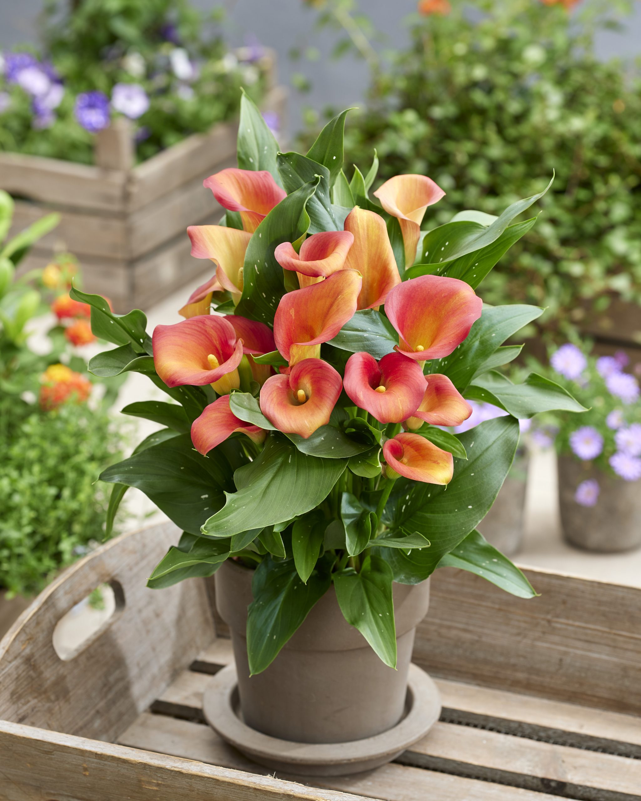 Captain Serano® - Kapiteyn group